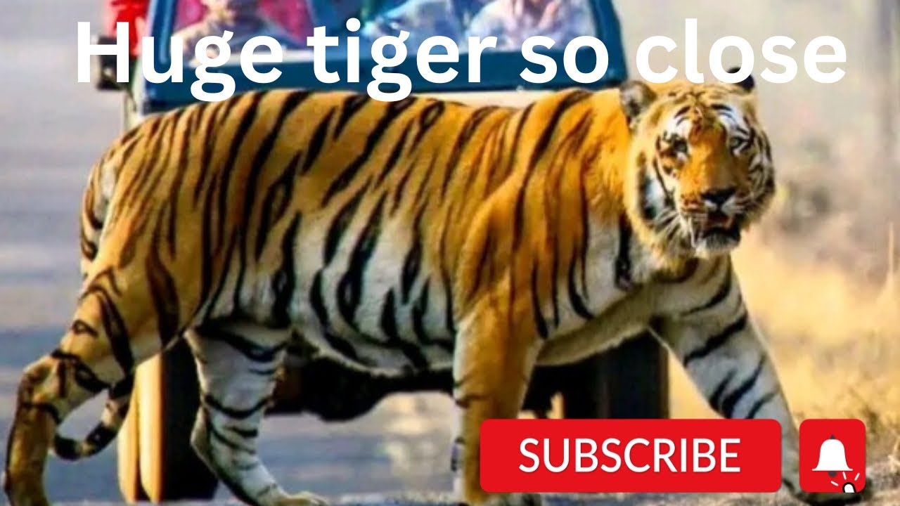 "Thrilling Tiger Encounter: Up Close in Corbett National Park's Dhela ...