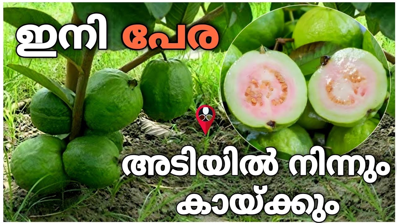 ഇതൊന്ന് മാത്രം മതി പേരക്ക നിറയെ കായ്ക്കാൻ | perakka krishi in malayalam ...