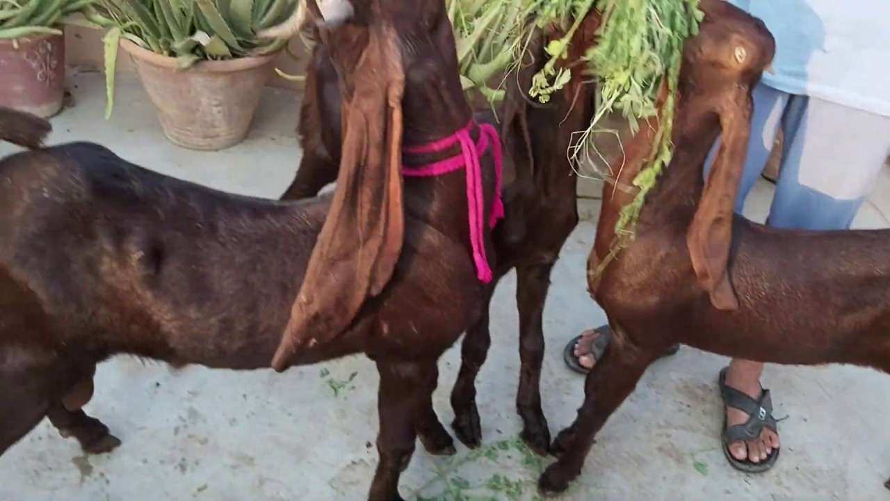 Pure Kamori Kids Pair for SALE at AQ Goat Farm | Call 03121241379 Whats ...