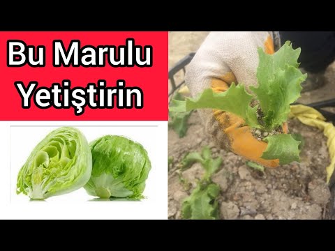 Aysberk Marulu  Bu Şekilde Yetiştiren  Tadına Doyacak