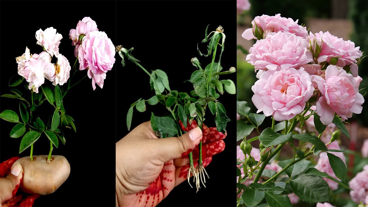 How to propagate roses with potatoes for fast rooting | Growing roses ...
