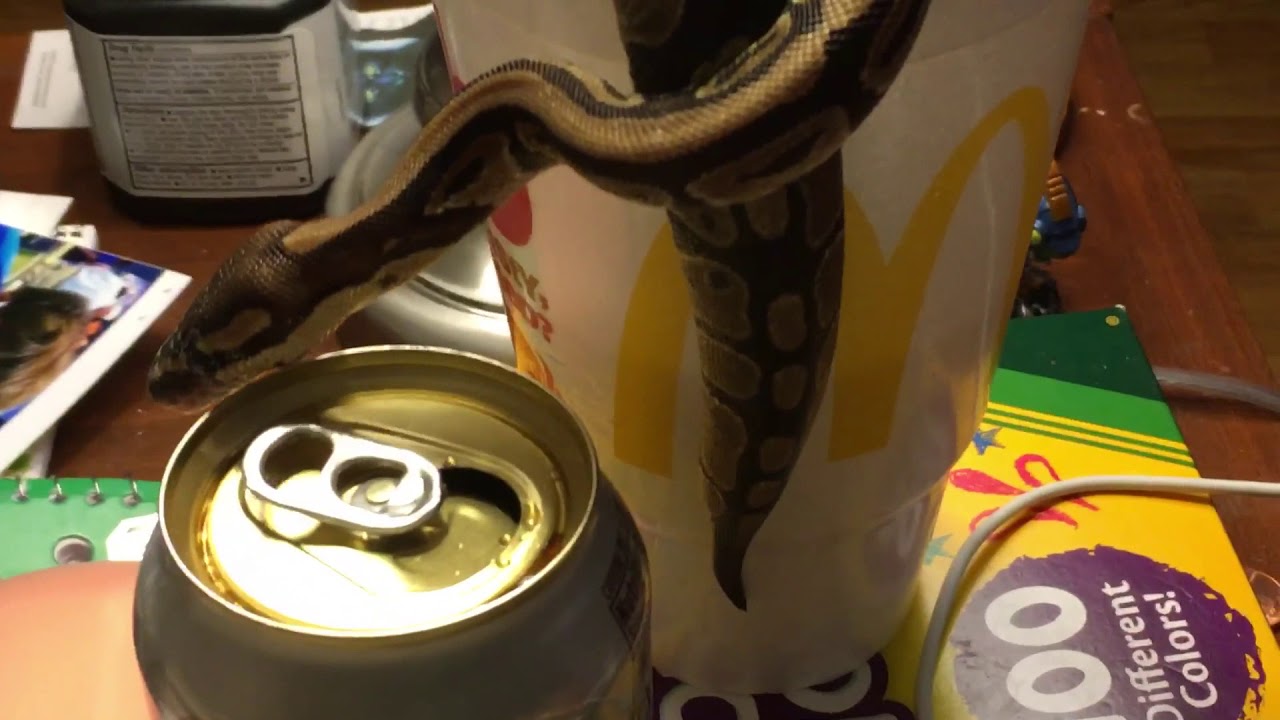 Snake trying drink root beer - YouTube