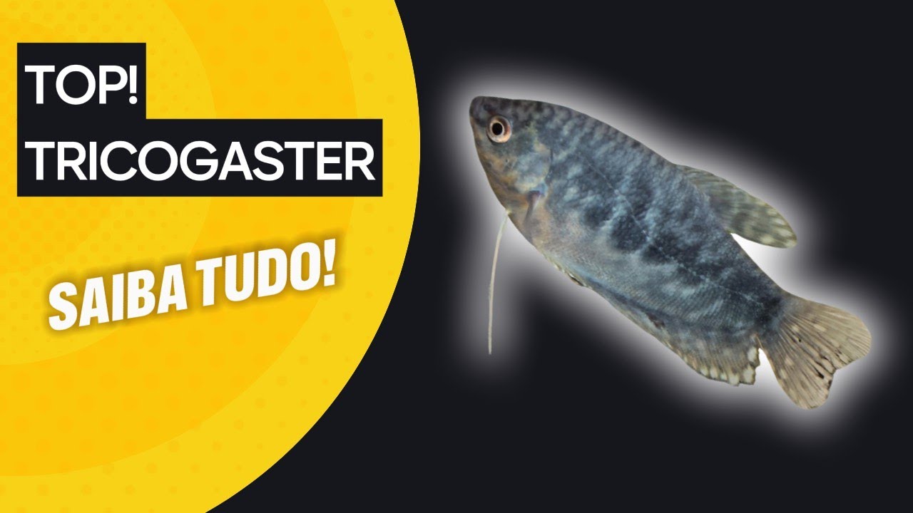CONHEÇA O PEIXE TRICOGASTER - YouTube