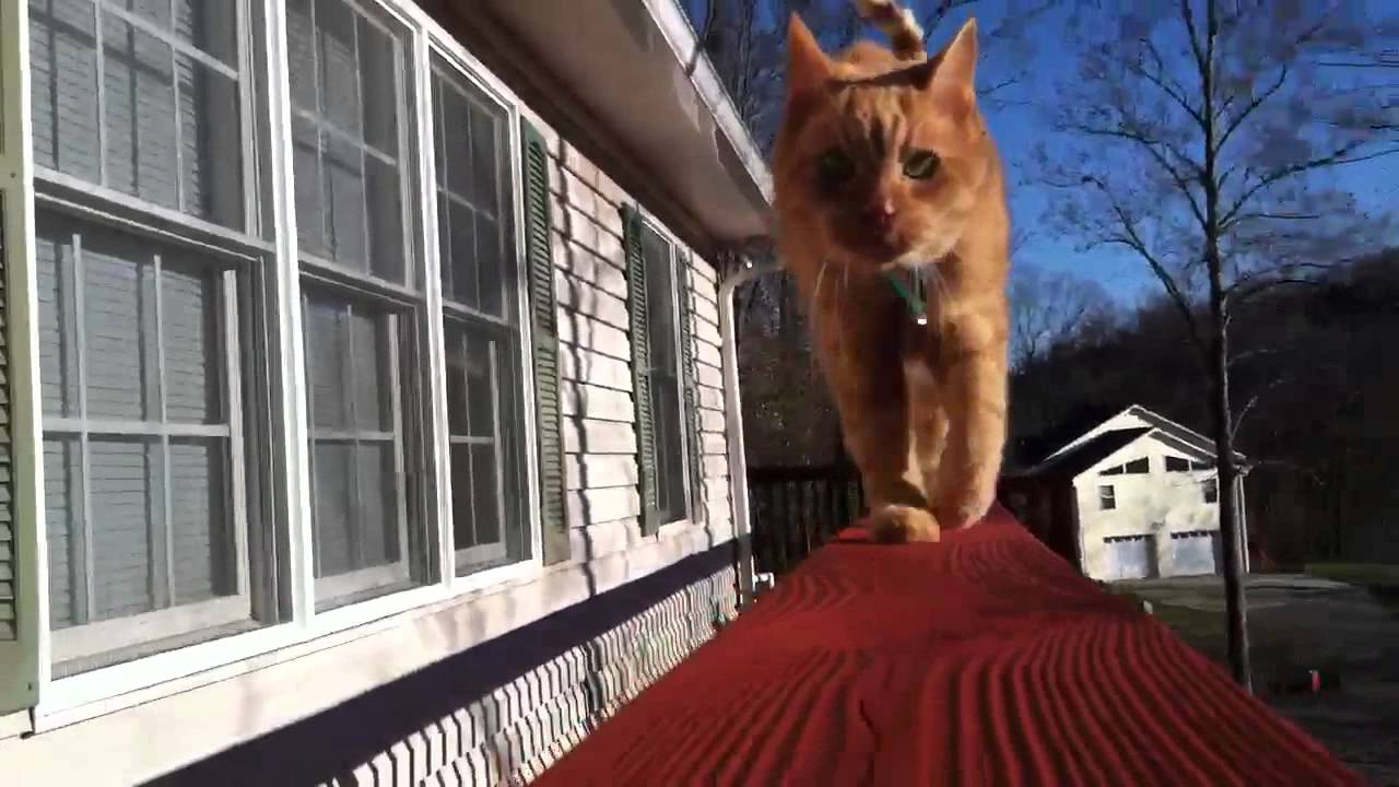 "Tight Rope" Walking Cat - YouTube