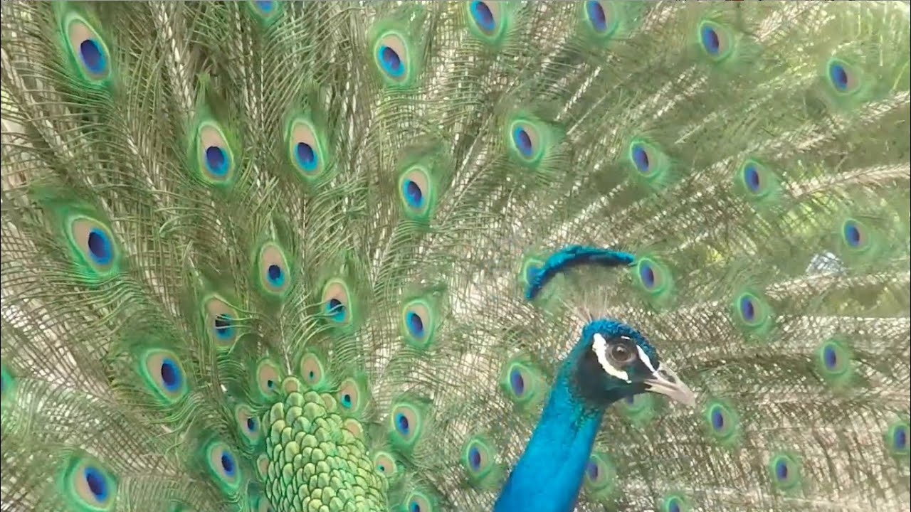 Science Today: Peacocks’ Calculated Moves | California Academy of ...