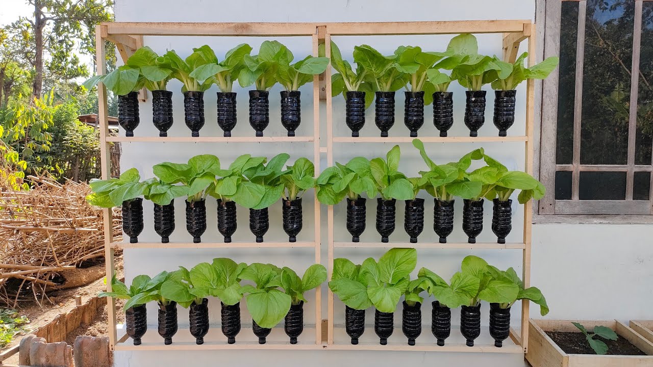 cara menanam sawi samhong di botol dan cara menanggulangi hama ...