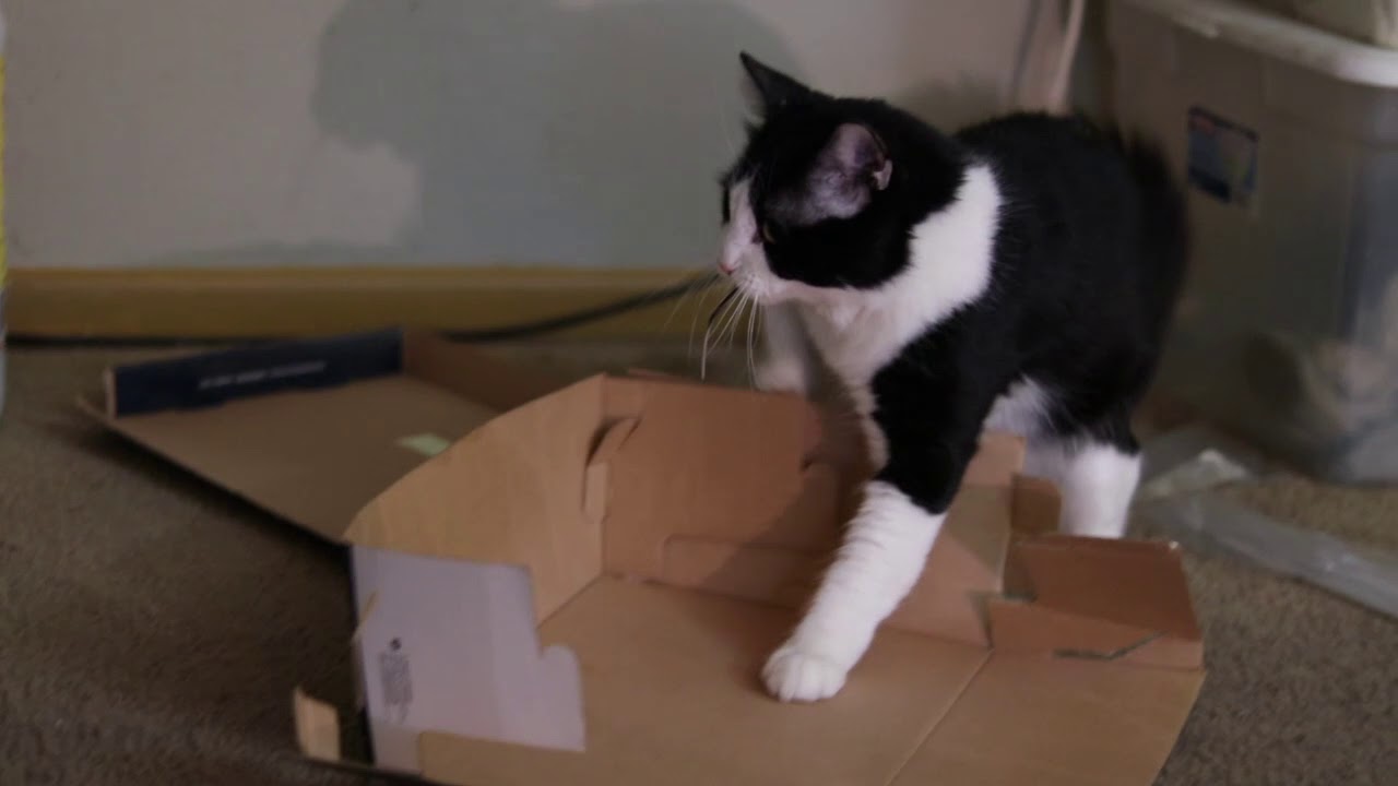 Meet Prince the Cat - YouTube