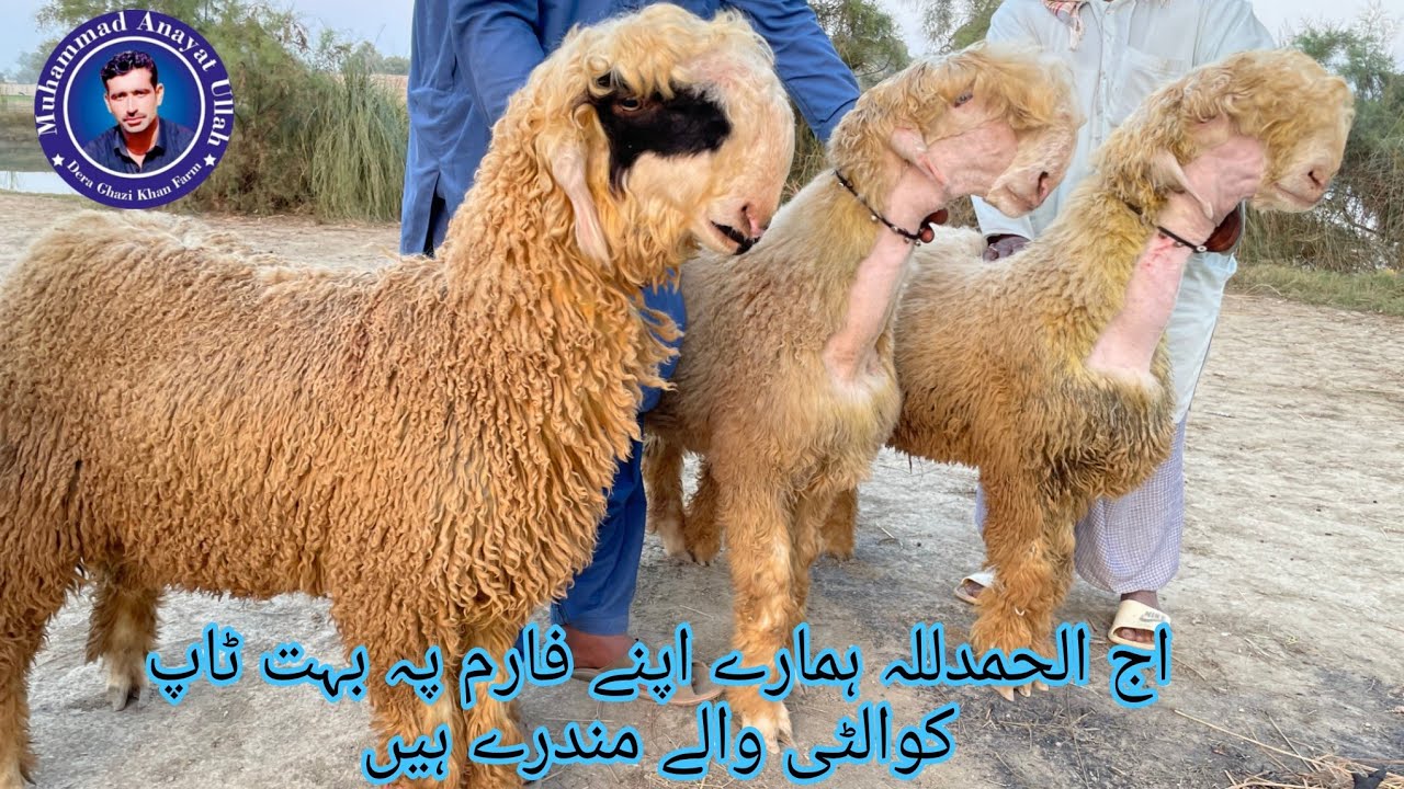 27 December 2024 | Mere shounk wale janwar | top quality Mundra ...