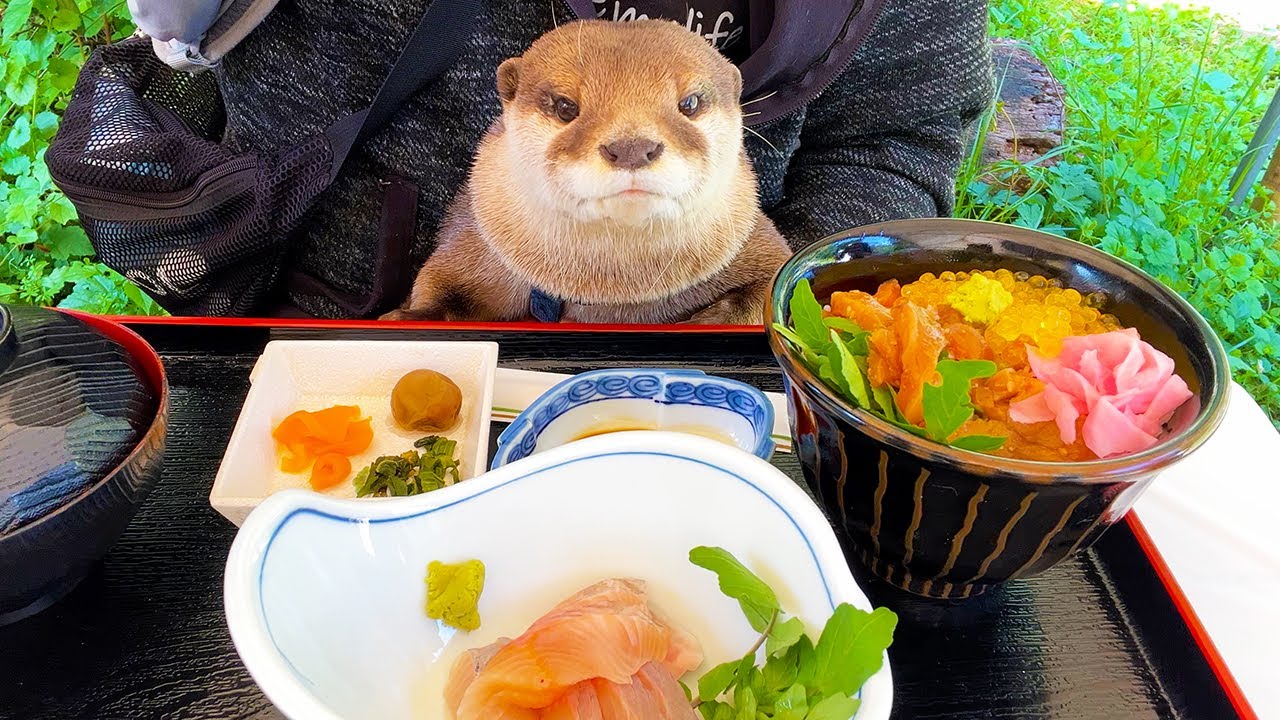 [Original Video] Offering the Best Landlocked Salmon to Otters - YouTube