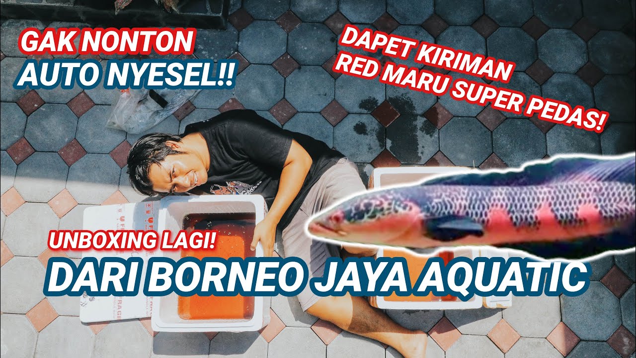 Unboxing red maru super istimewa dari kalimantan - YouTube