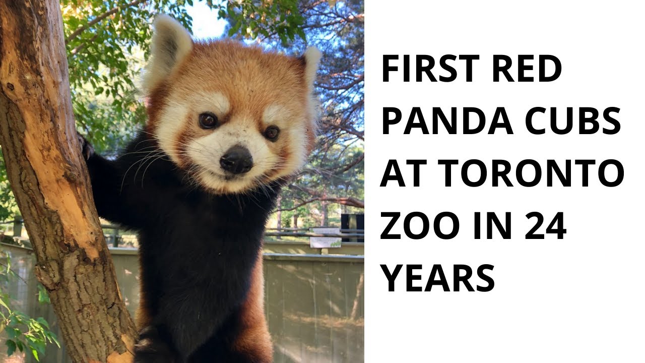 Red panda gives birth to cubs at Toronto Zoo after 1st pregnancy in 24 ...