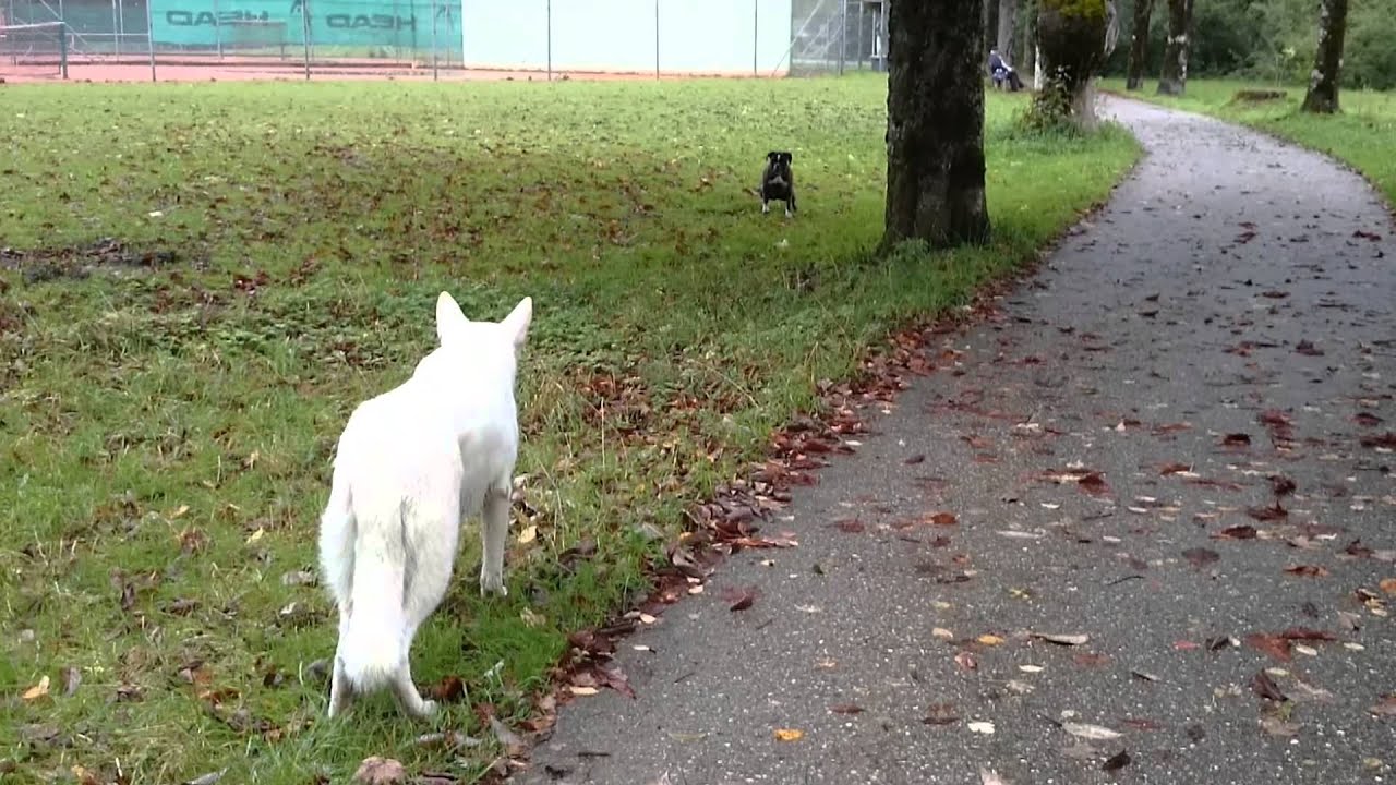 White Shepherd playing with perch and german boxer digging a hole - YouTube