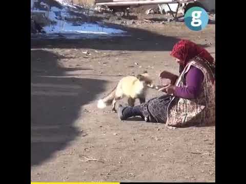 karsda tilki besleme