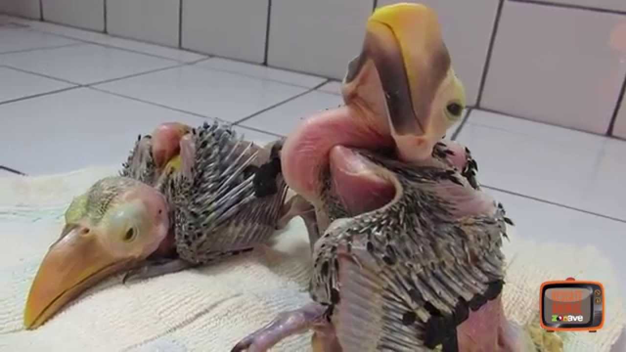 Ingreso de pichones - YouTube