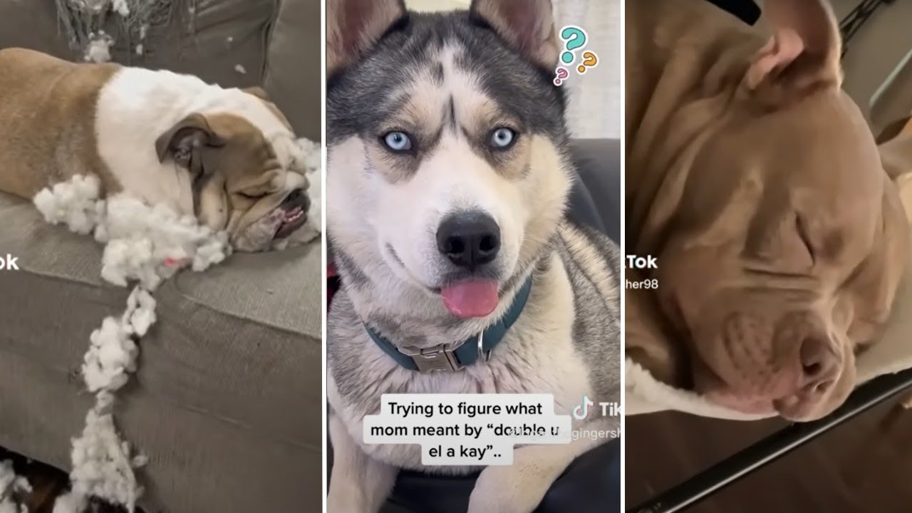 Funniest PUPPY Videos || Best DOG Fails Videos of 2022 - YouTube