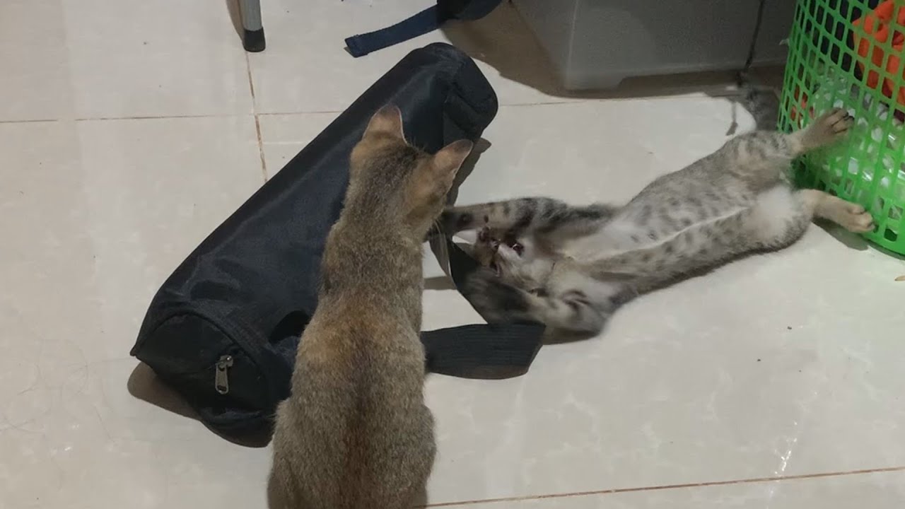 Tonight is special again. Compete before bed. Popo Cat - YouTube