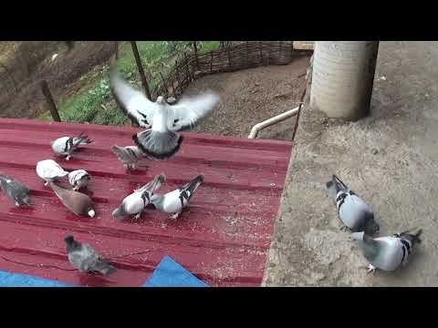 Bir Kutu Yeni Oyunlu Taklacı Güvercin Geldi