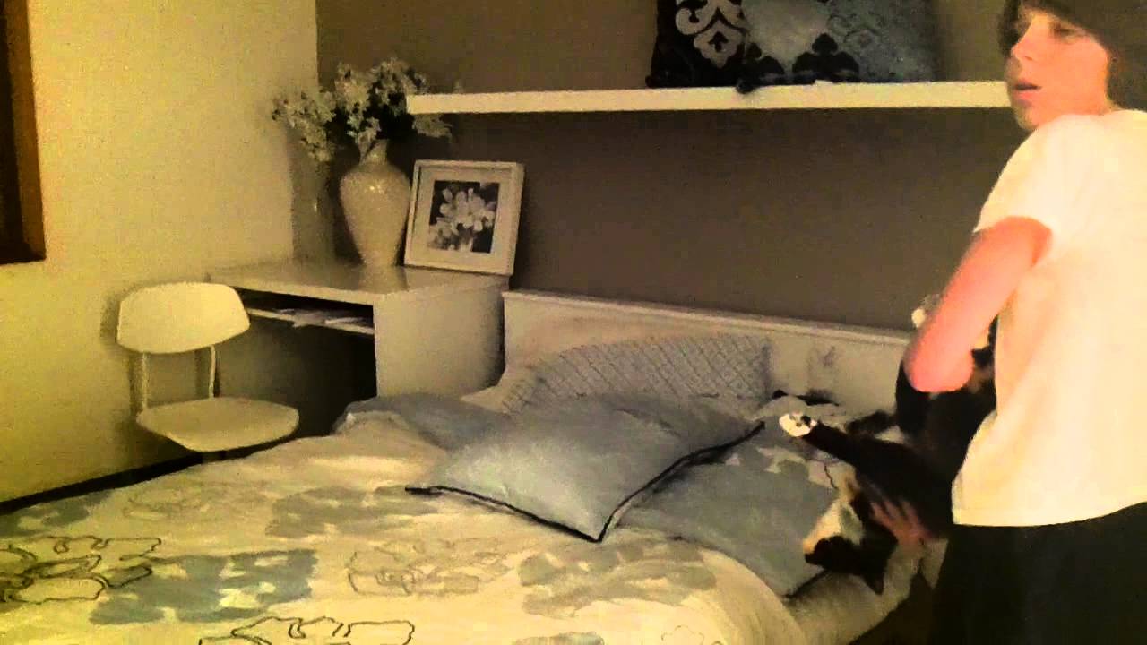 cat backflip part 2 /front-flip - YouTube