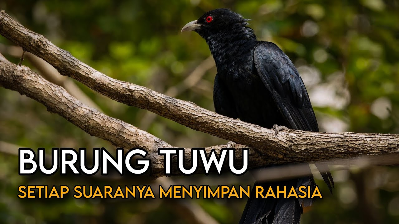 BURUNG TUWU (Asian Koel): Fakta, Mitos, dan Kehidupan Rahasianya di ...