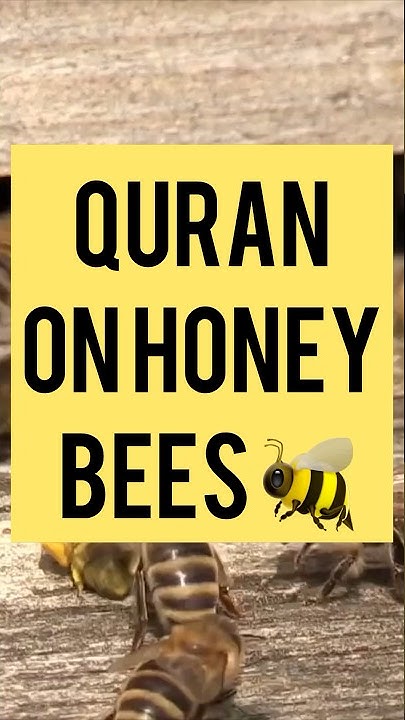 🐝 Quran on Honey Bees 🐝 😱 #quran #islam #prophetmuhammadﷺ #miracles # ...