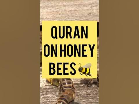 🐝 Quran on Honey Bees 🐝 😱 #quran #islam #prophetmuhammadﷺ #miracles # ...