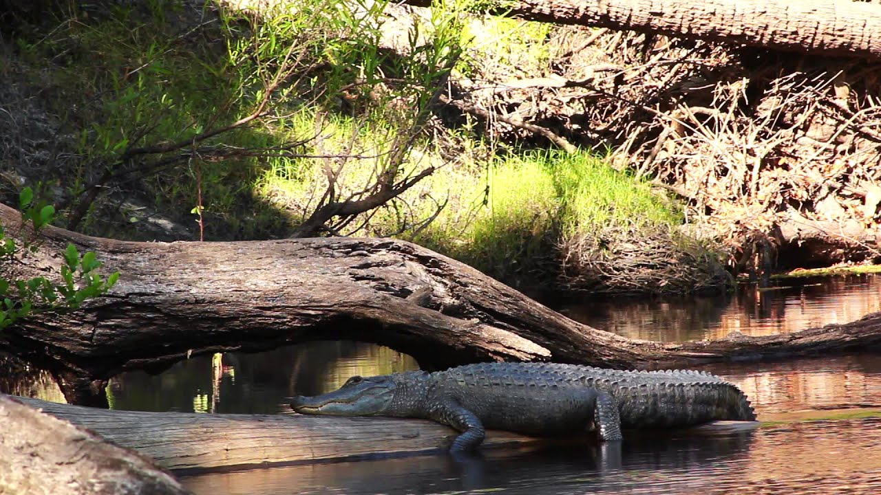 Gator on a Log - YouTube