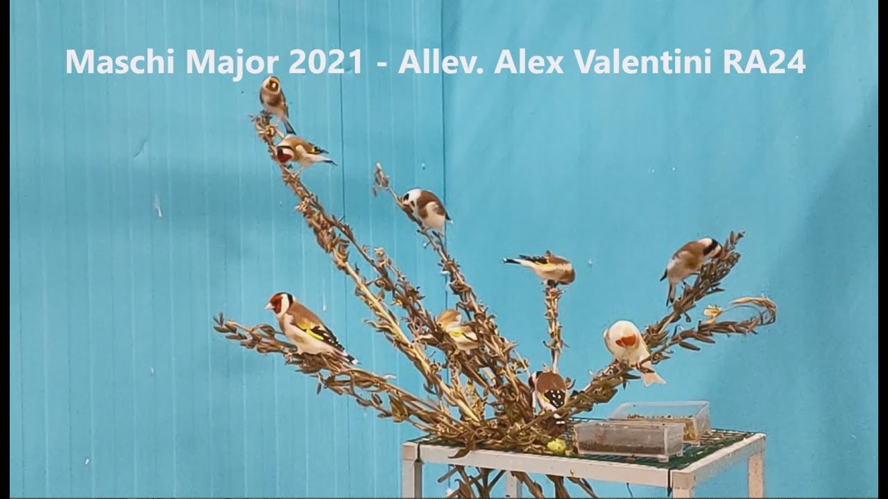 Cardellini Goldfinches Major breeder Alex Valentini 2021 - YouTube