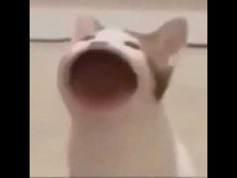 Pop Cat Popping for 10 Hours Straight - YouTube