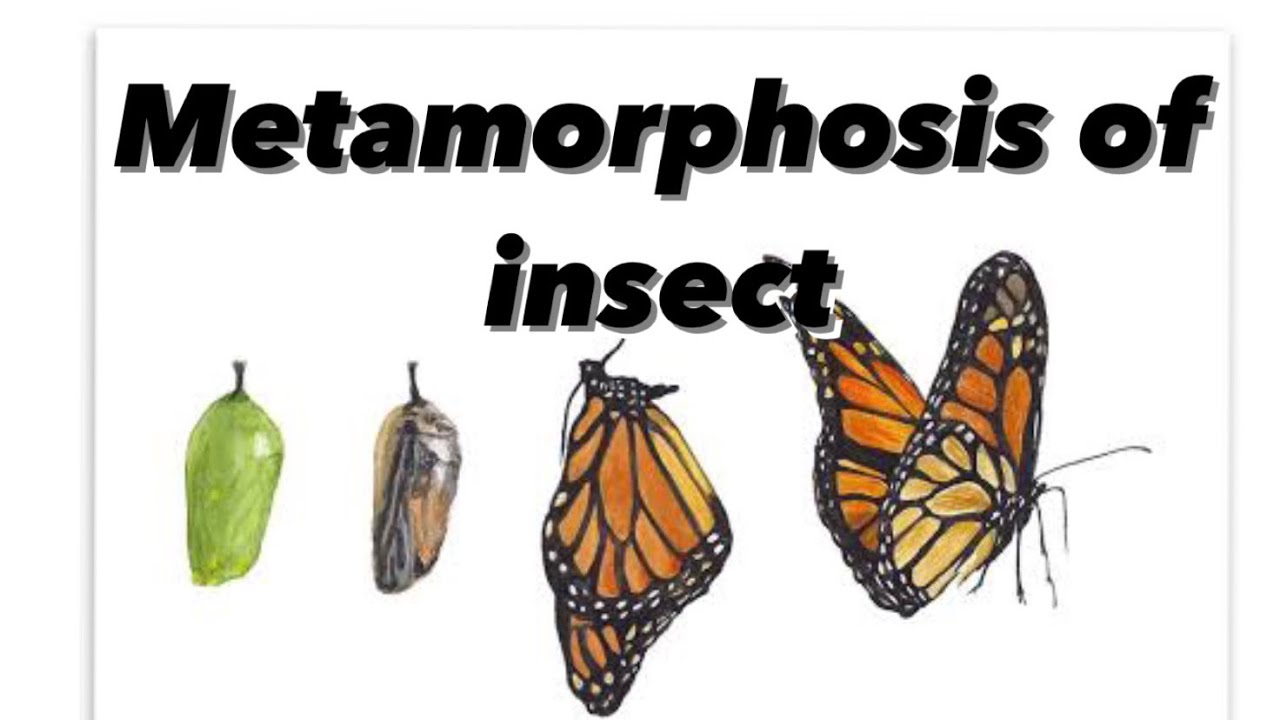Metamorphosis of insect, Types and difference ।। Professor Md. Abdul ...
