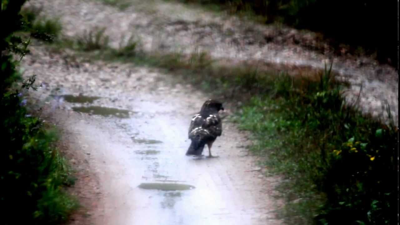Broad-winged Hawk eating worms - YouTube