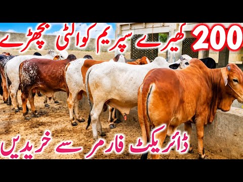 Cholistani Sahowal Khere Supreme Qurbani Bachre Near Multan Cow Mandi || Global Village Farming 