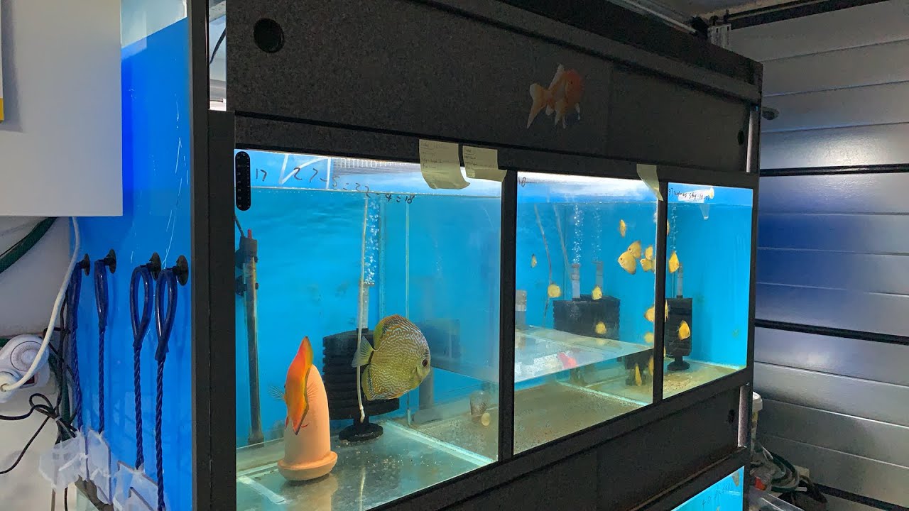 🔴 Live JT Keeping Fish // Hanging Out In The Fishroom! 🔴 - YouTube