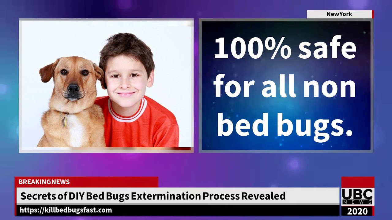 Secrets of DIY Bed Bugs Extermination Process Revealed - YouTube
