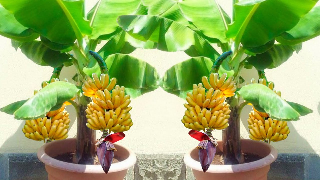Unique Technique For Grafting Bananas with aloe vera how to growing ...