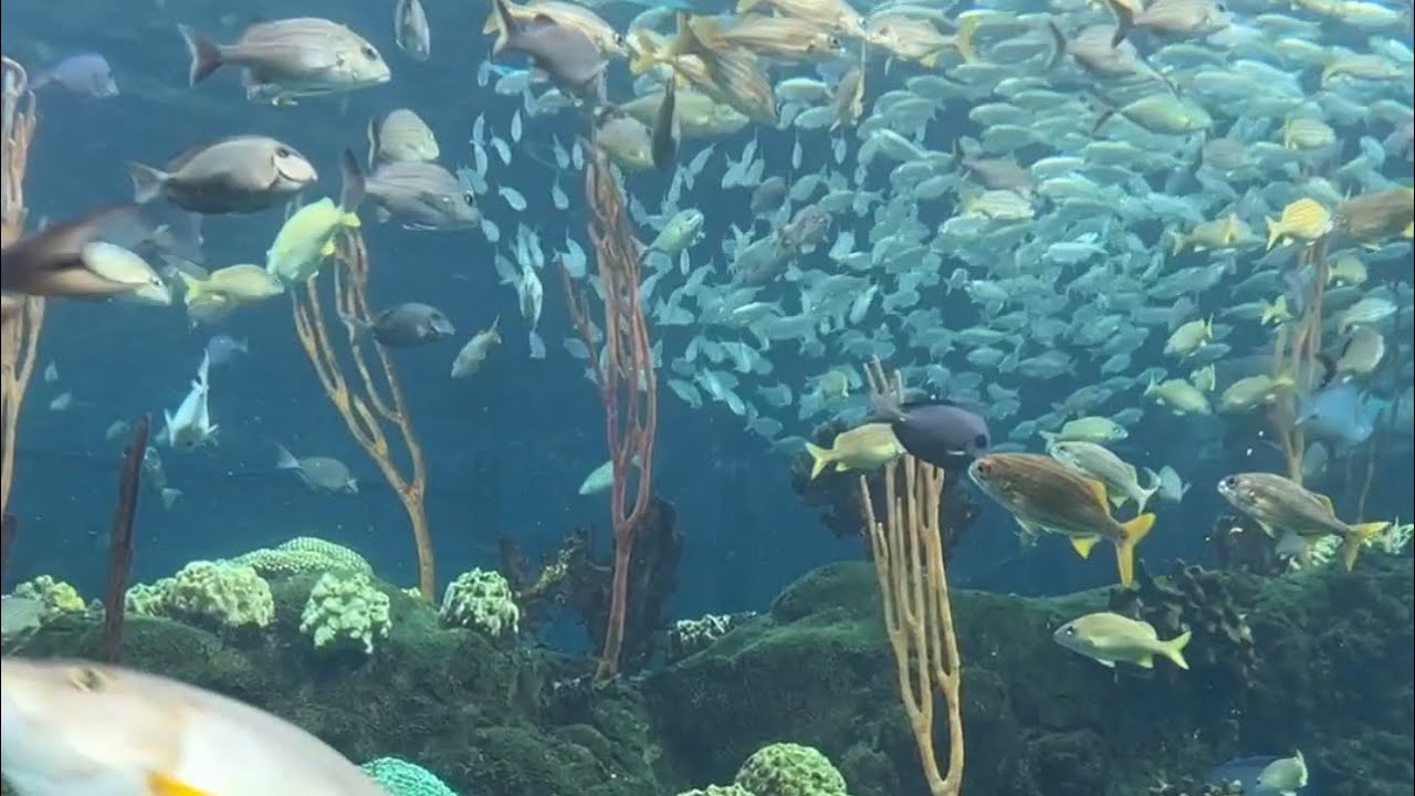 How To Move Hundreds of Fish at The Florida Aquarium - YouTube
