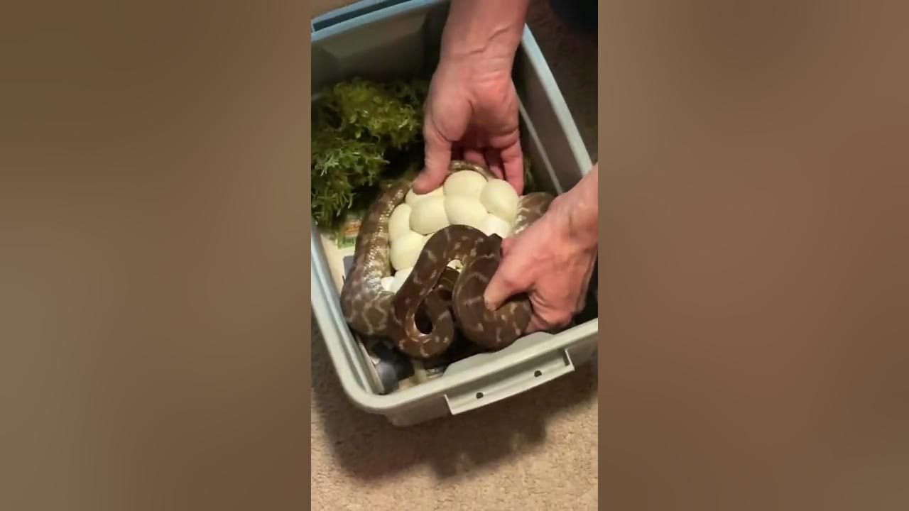 Retrieving Rough-scaled Python eggs (Morelia carinata) - YouTube