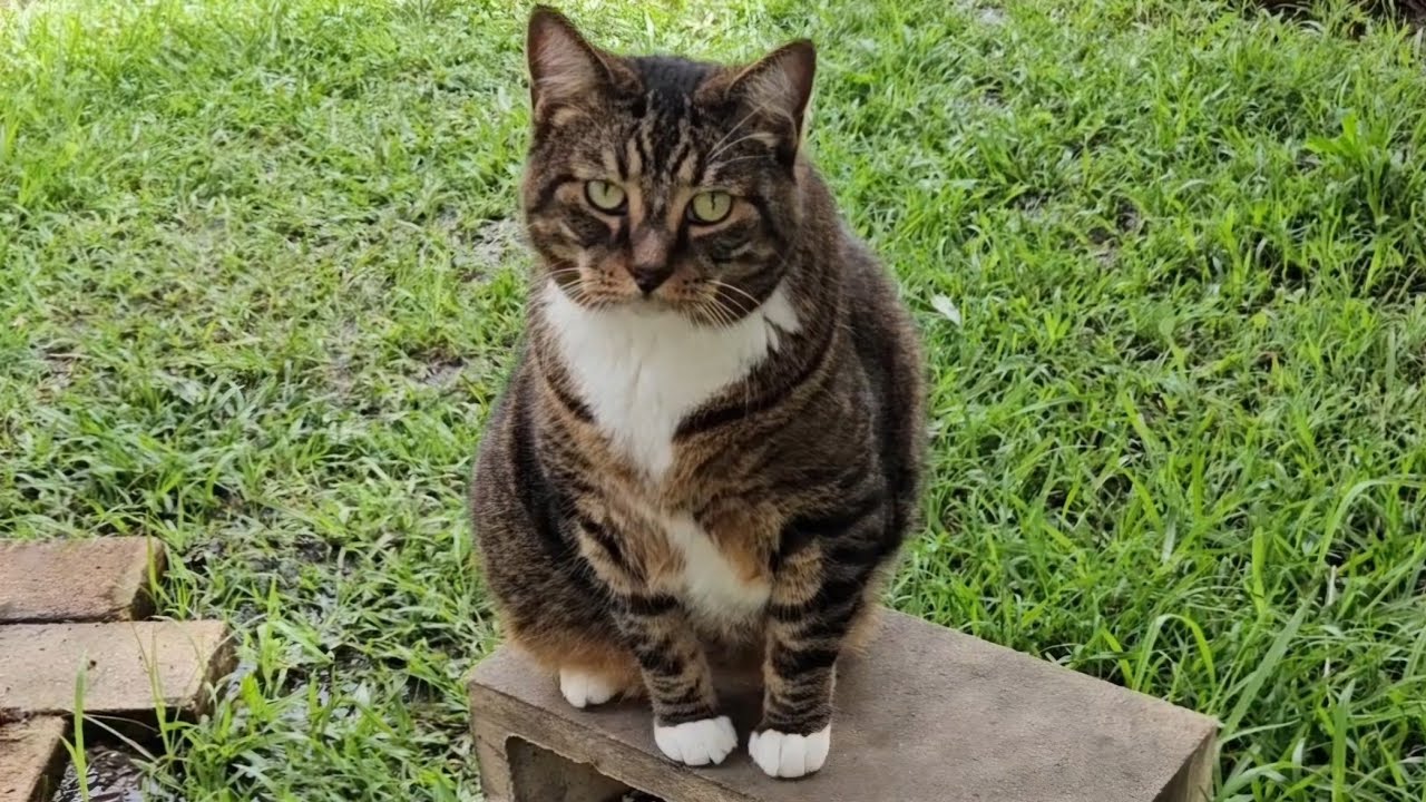 Kai on guard duty - YouTube