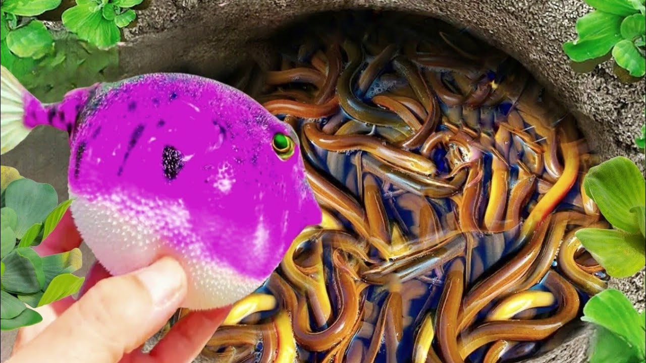 Wow Catching Strange Fish In Giant Surprise Colorful koi,Kim Kim Fish ...