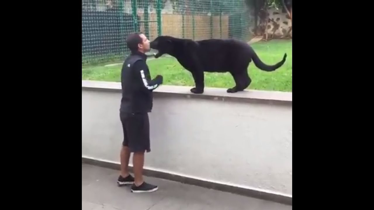 Oh My God !!! Panther Sneaks Up & Pounces On A Man To Kiss Him - YouTube