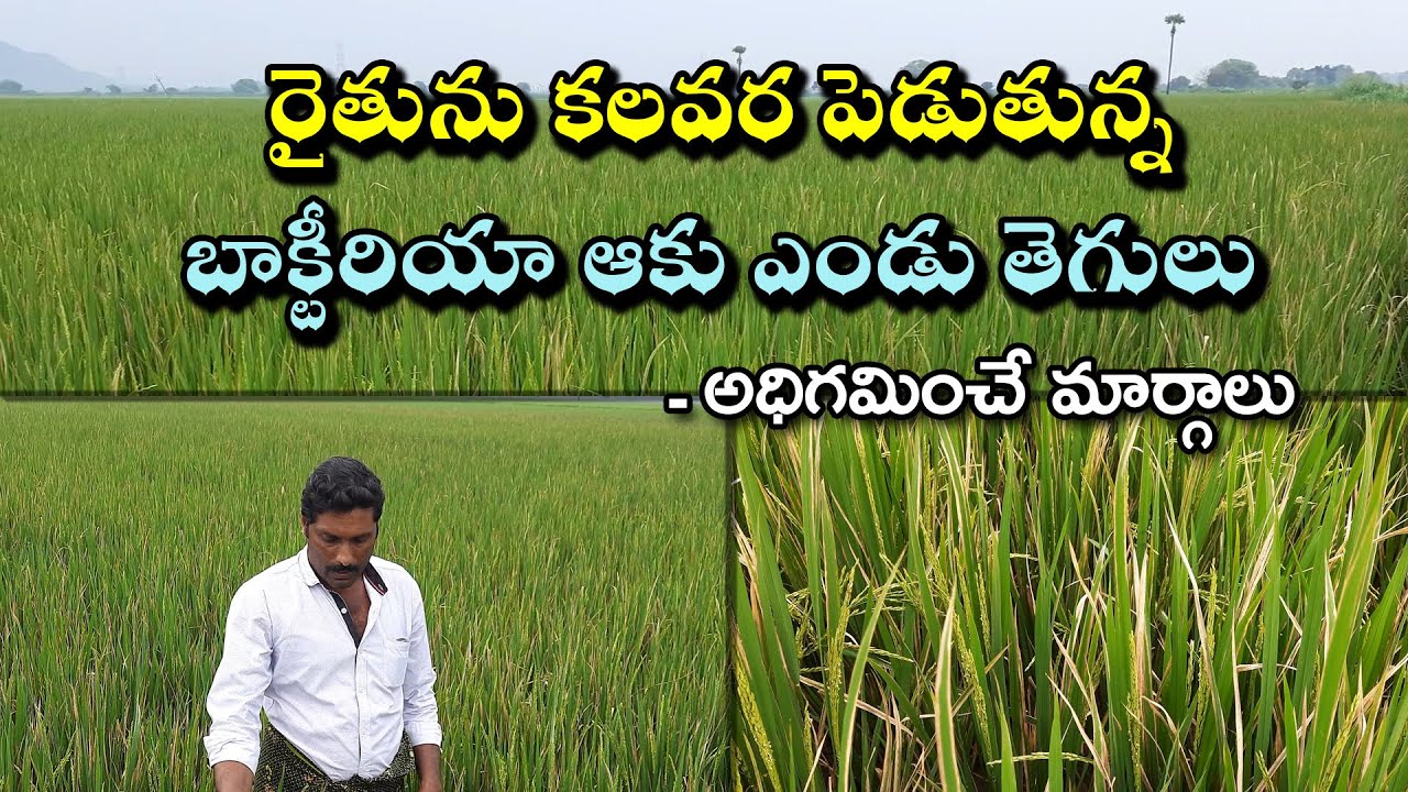 వరి పైరుకు బాక్టీరియా ఆకు ఎండు తెగులుతో తీవ్ర నష్టం - నివారణ మార్గాలు ...