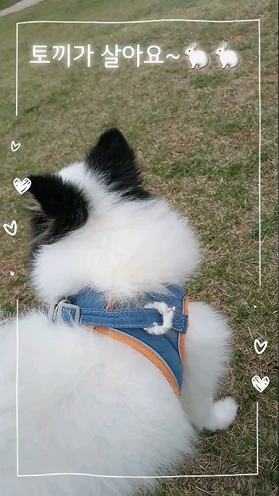 여기 토끼가 살아요~🐇🐇 Youtube
