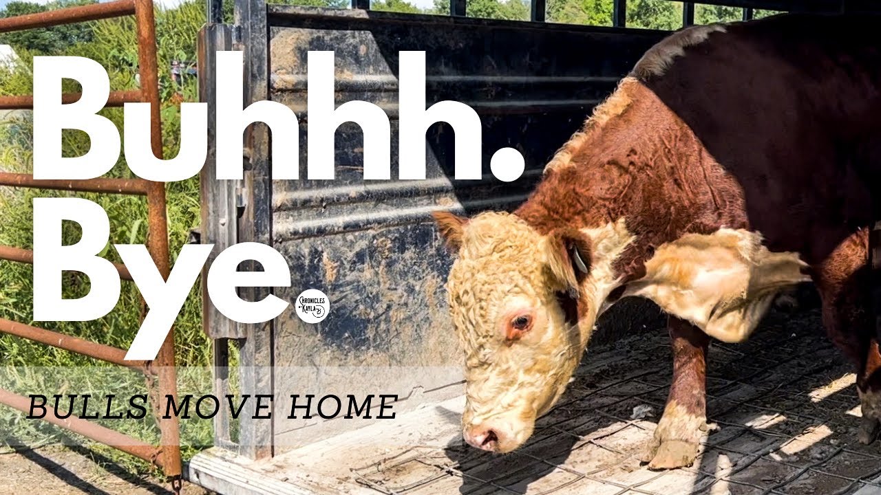 Bye. Bye Ladies ~ Hauling Bulls off Pasture | #cattle # ...