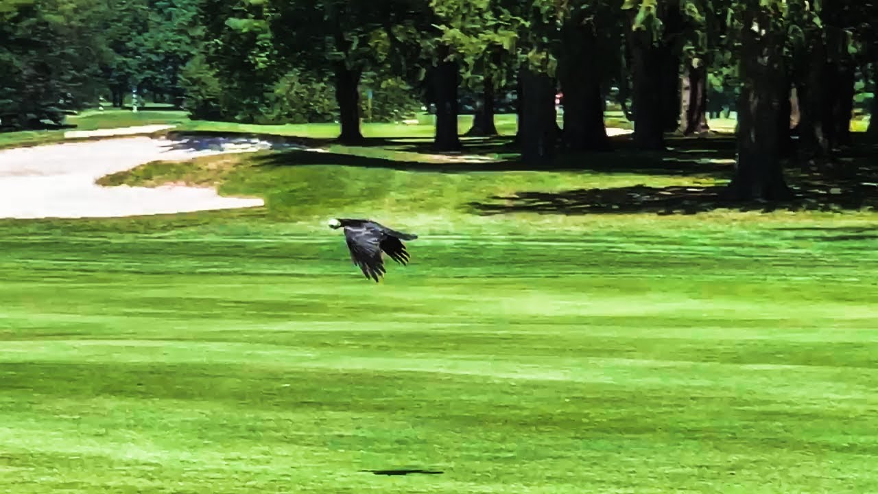 Confused crow steals golf ball!! INSANE ONE IN A MILLION VIDEO! - YouTube