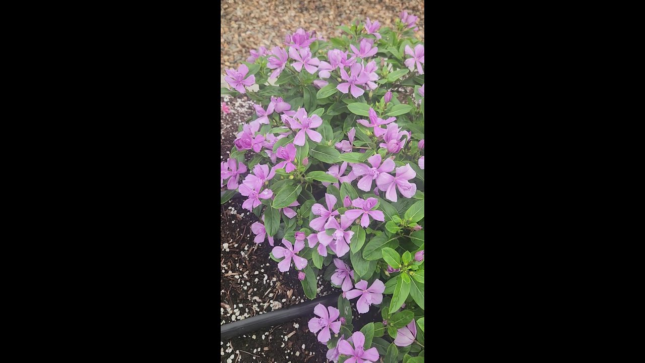 Soiree Double Catharanthus series at Young's Plant Farm - YouTube