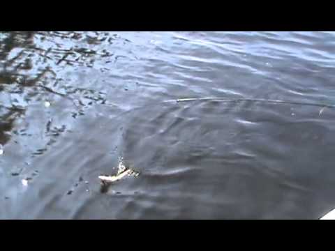 One Armed Pike Casting 23 sec  SD