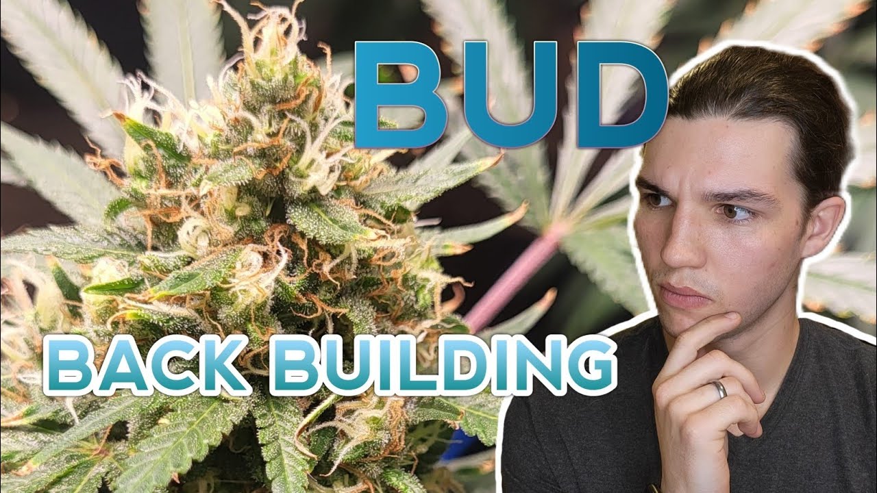 Bud Back Building|| What is it How do you Do it - YouTube