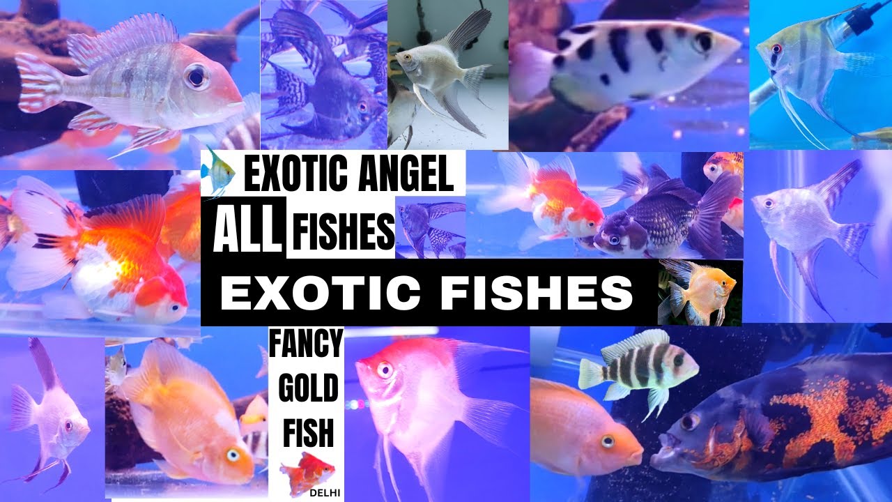 EXOTIC FISHES IN DELHI | WATER WORLD FISH AQUARIUM | IMPORTED FISHES ...