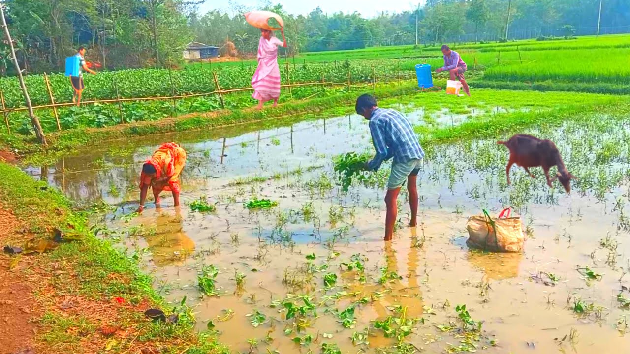 India Village Women Working !! West Bengal Life of Rural People !! # ...