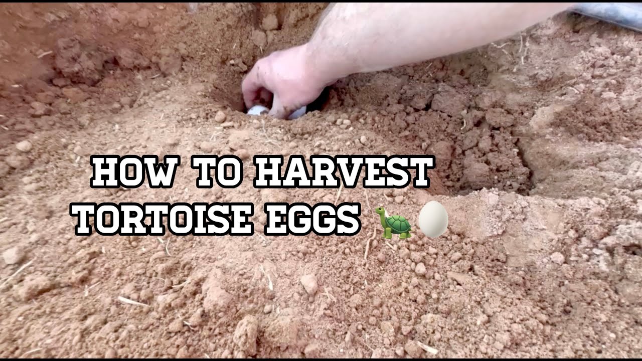 How I Harvest My Turtle's Eggs: A Step-by-Step Guide 🥚 - YouTube