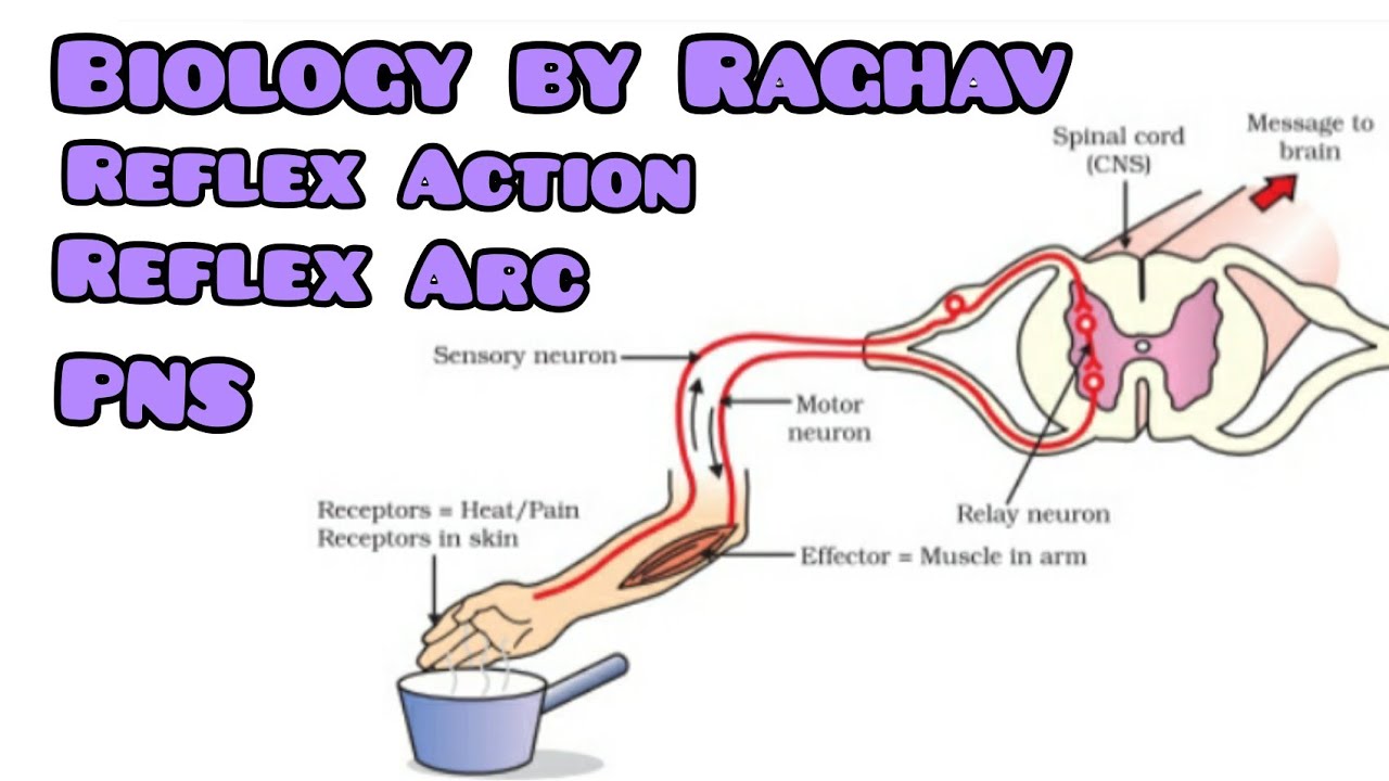 Reflex Action | Reflex Arc | PNS | Control and Coordination - YouTube